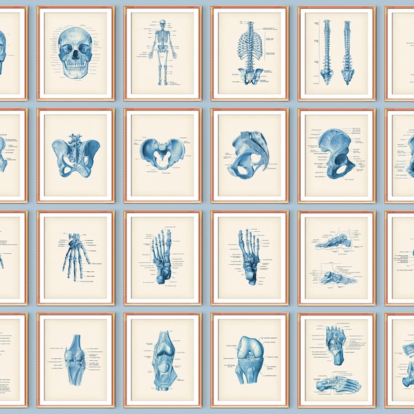 Skeletal Anatomy Chart Poster - Etsy