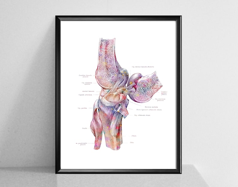 8 Anatomical Knee Posters Knee Joint Anatomy Art Foot Tendons - Etsy