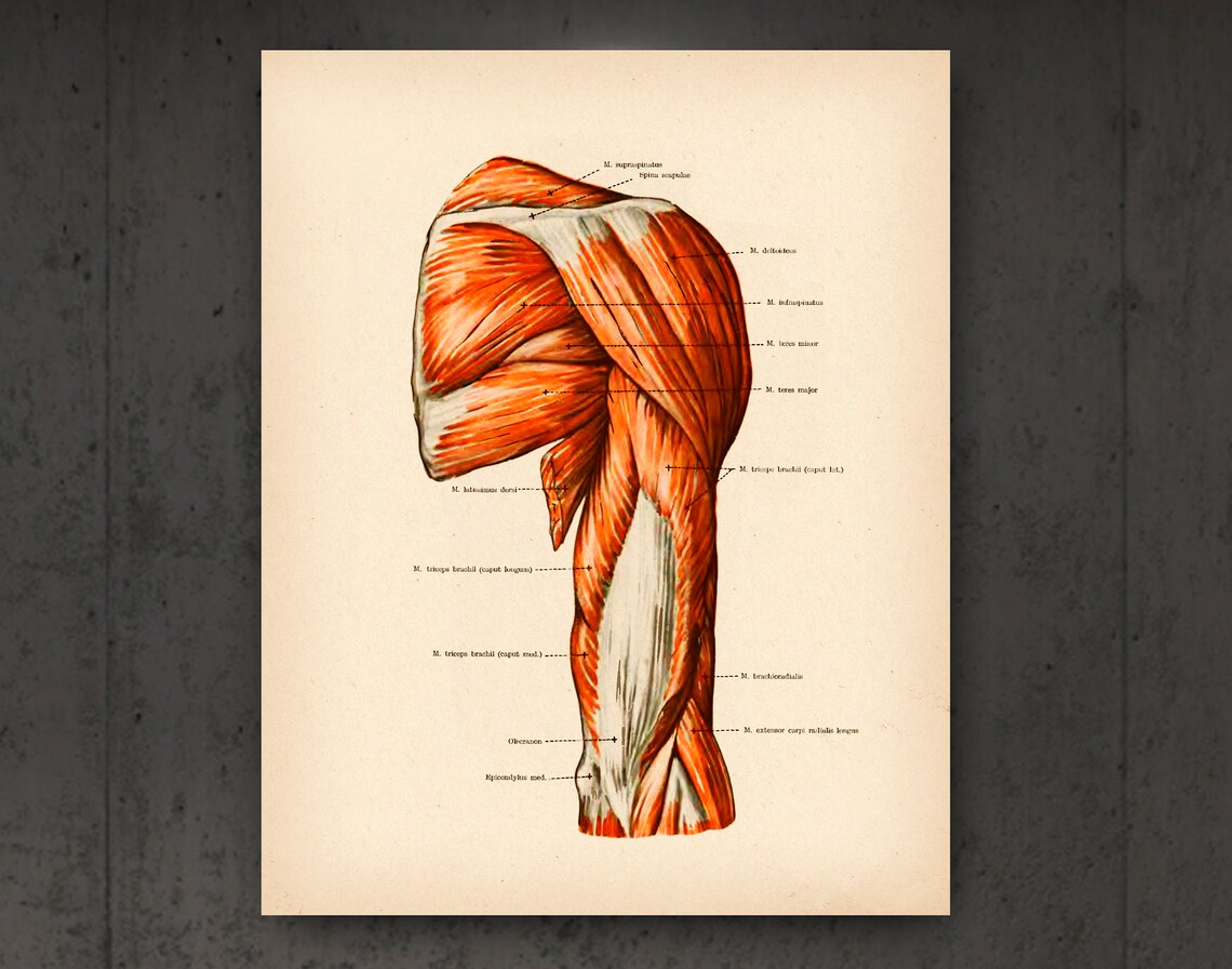 Muscular System Vintage Anatomy Posters Anatomical Muscles Art Medical ...