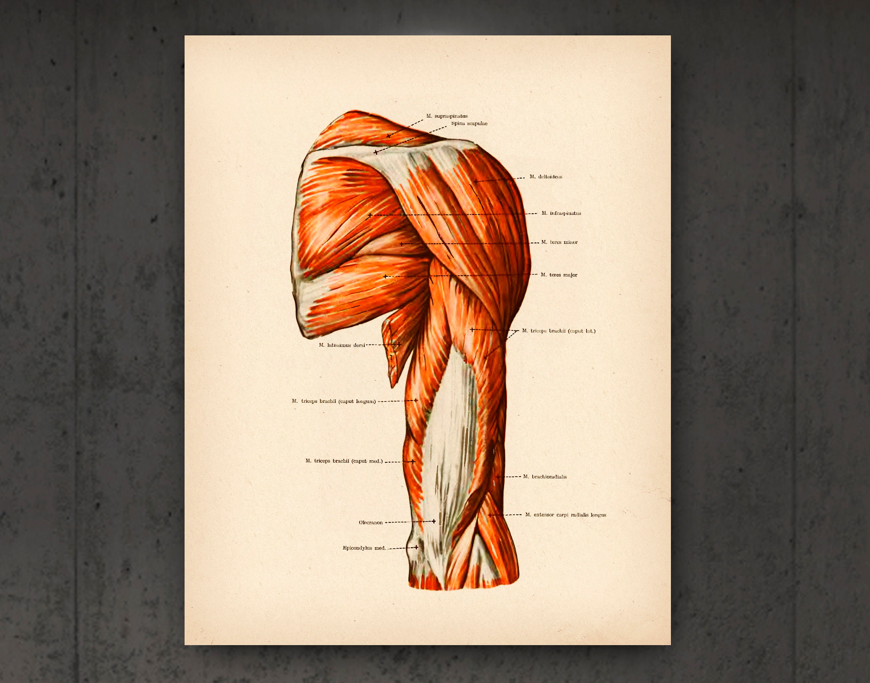 Sistema muscular Anatomía vintage Carteles Músculos anatómicos Arte ...