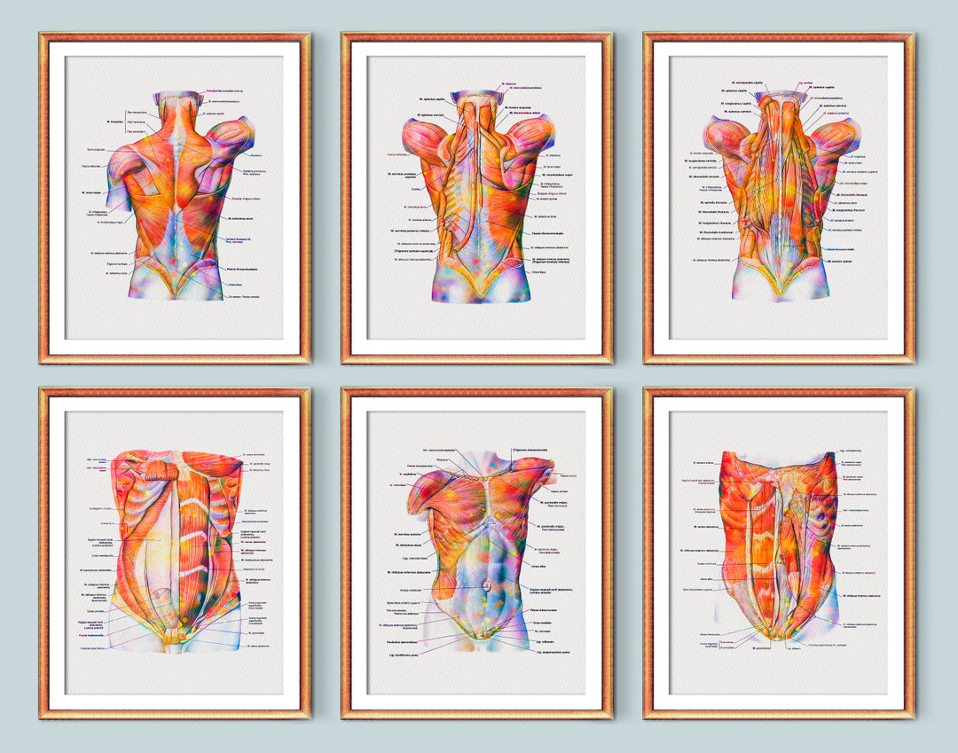 Torso Muscles Anatomy Art Set 6 Massage Therapy Art Medical Artwork ...