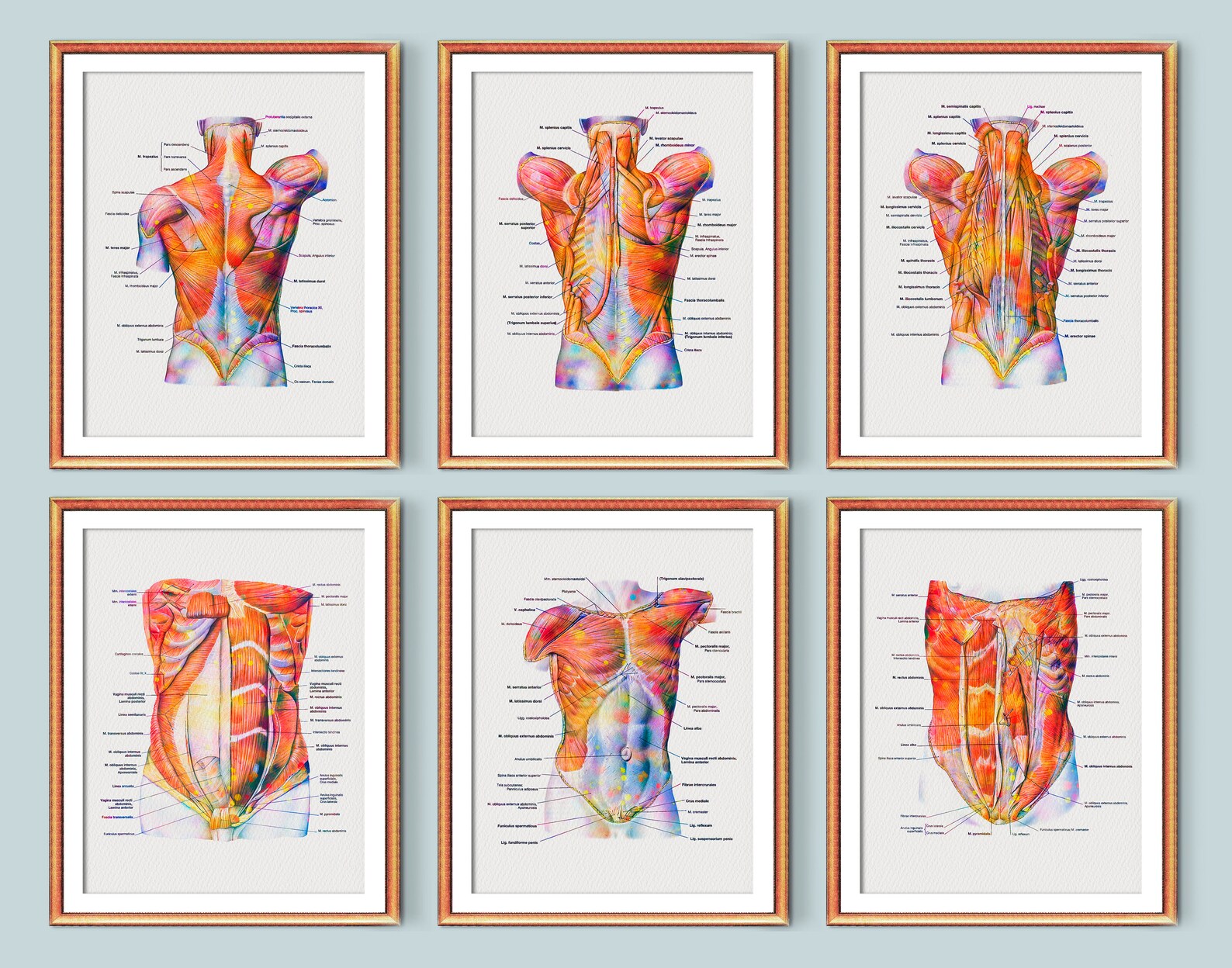 Torso Muscles Anatomy Art Set 6 Massage Therapy Art Medical - Etsy