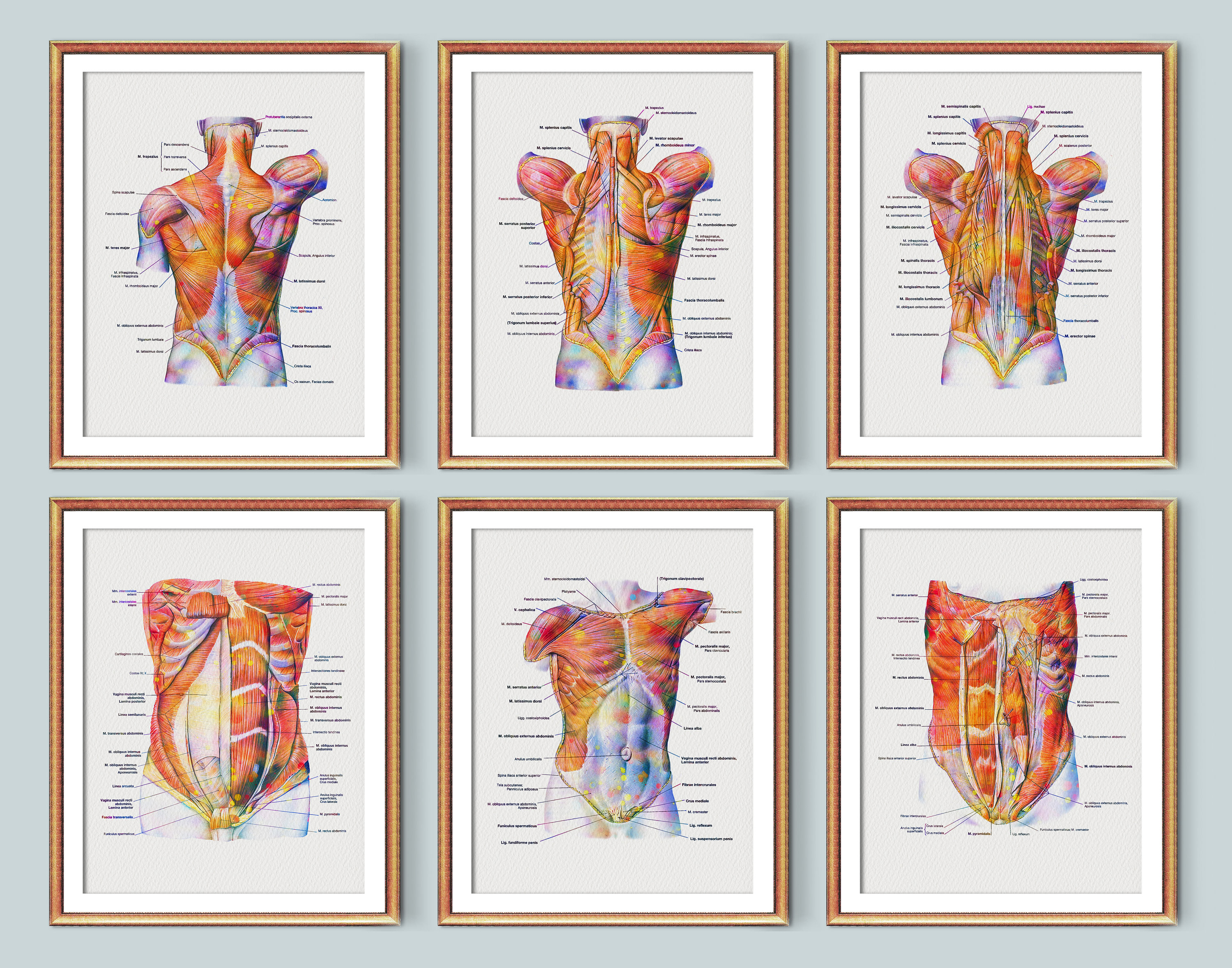 Torso Muscles Anatomy Art Set 6 Massage Therapy Art Medical - Etsy