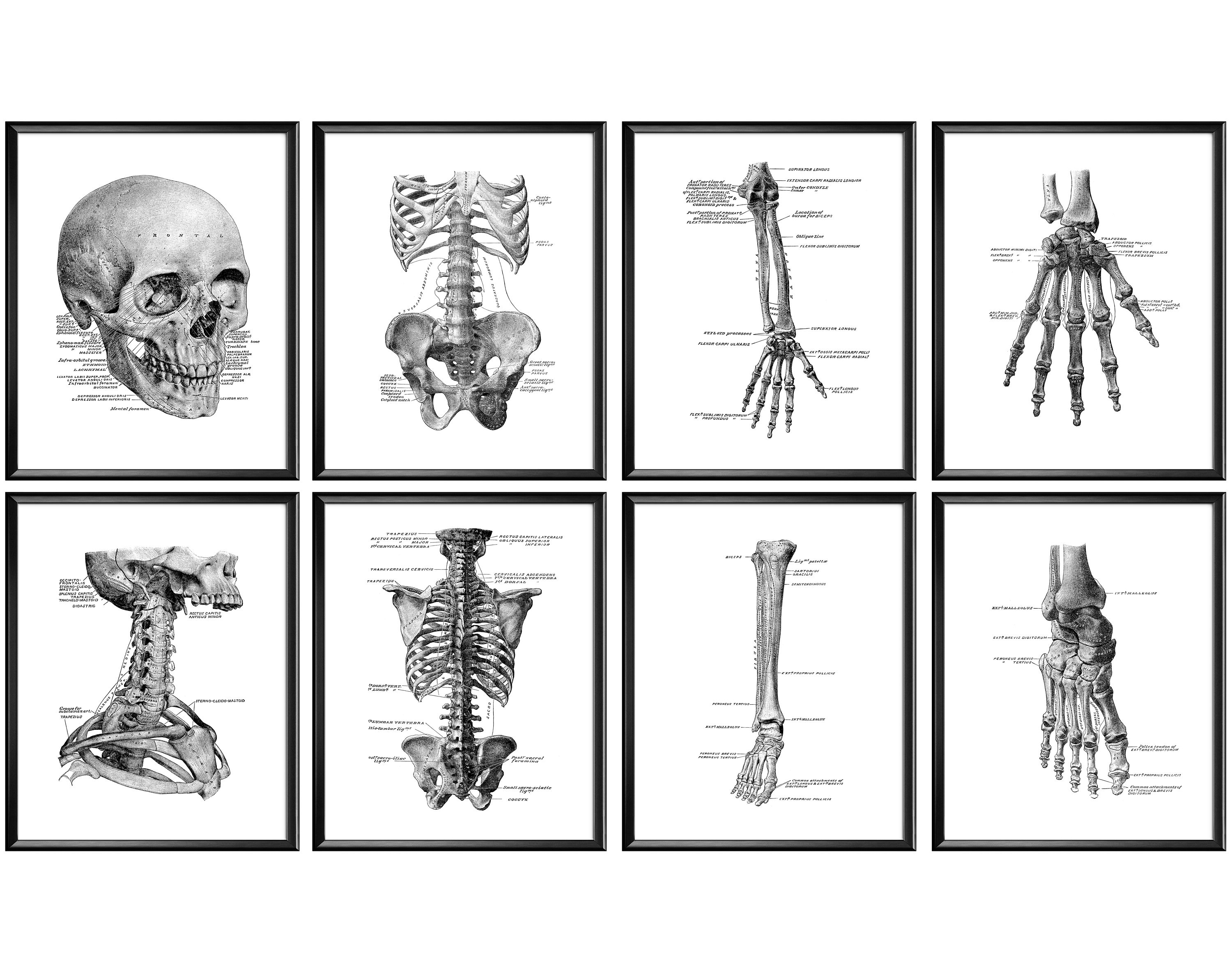 Orthopedic Skeleton