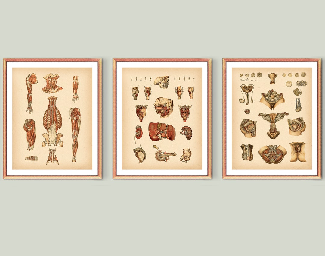 3 Vintage Anatomy Poster Internal Organs Art Muscular System Art ...