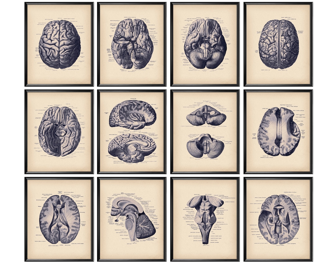 Neuroanatomy Poster Set of 12, Human Brain Anatomy, Medical Anatomy ...
