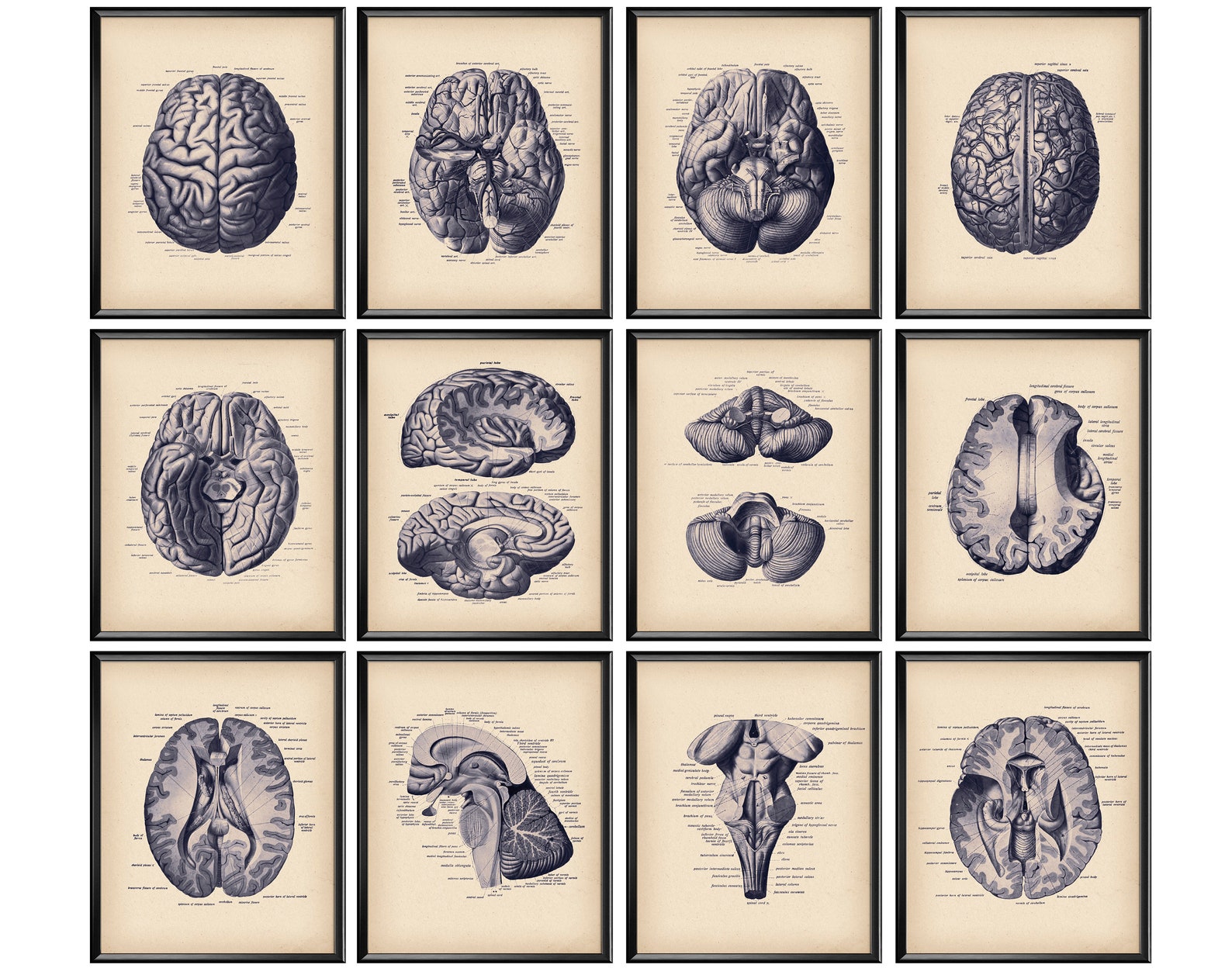 Neuroanatomy Poster Set of 12 Human Brain Anatomy Medical | Etsy