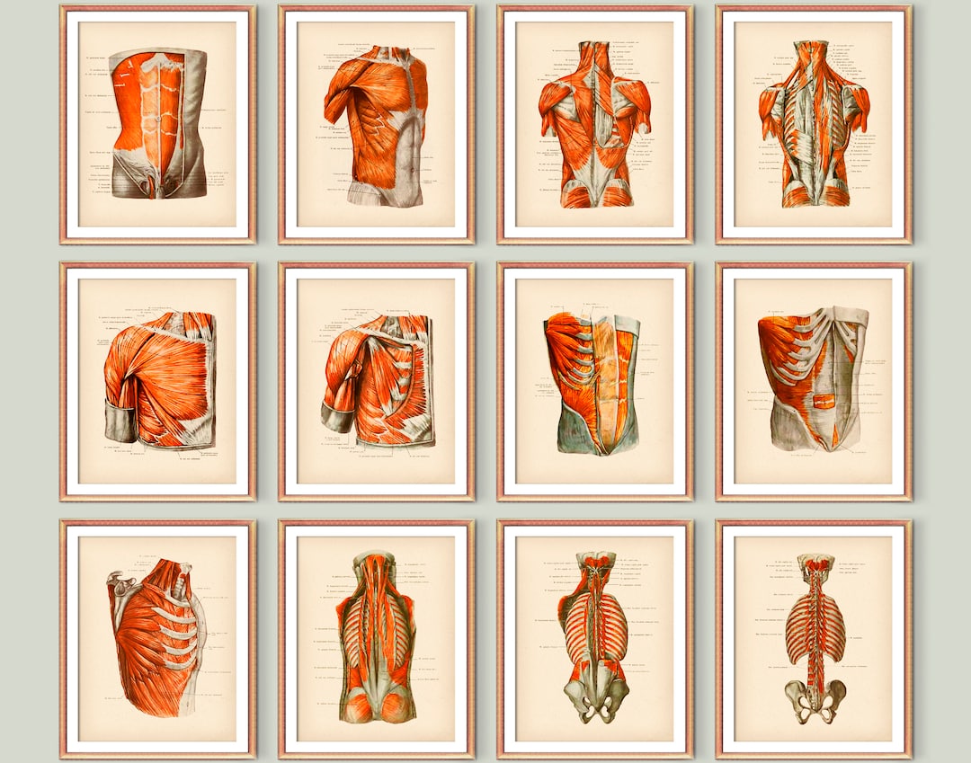 Muscles of Human Body Poster Set, Musculoskeletal Structure Anatomy Art ...