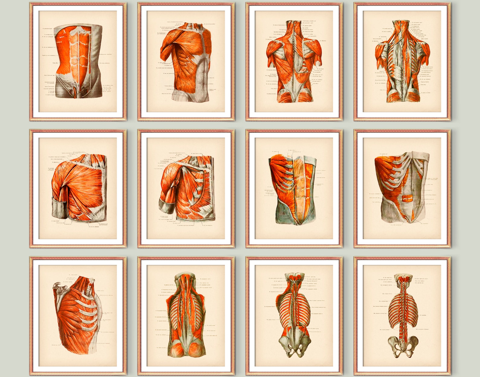 Muscles of Human Body Poster Set Musculoskeletal Structure - Etsy