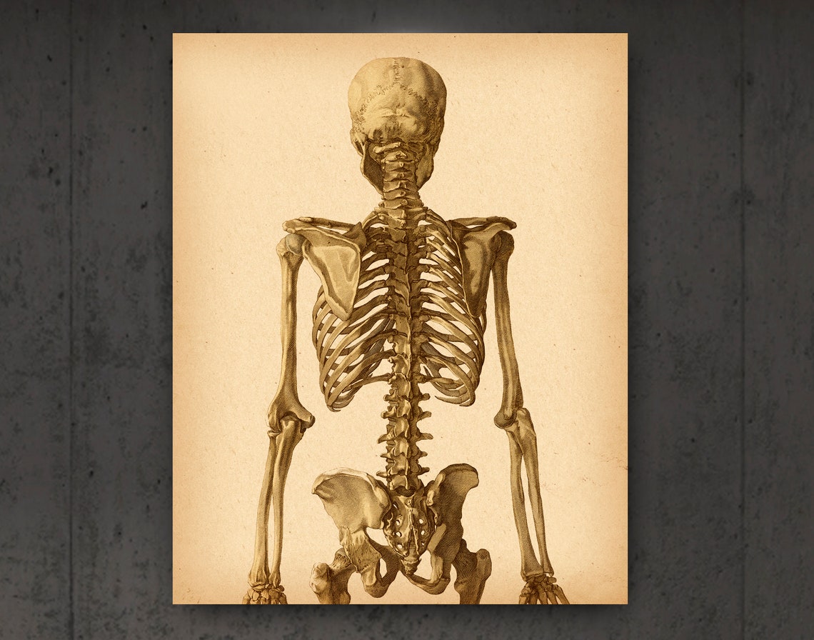 3 Skeleton Anatomy Vintage Poster Medical Decor Clinic Wall - Etsy