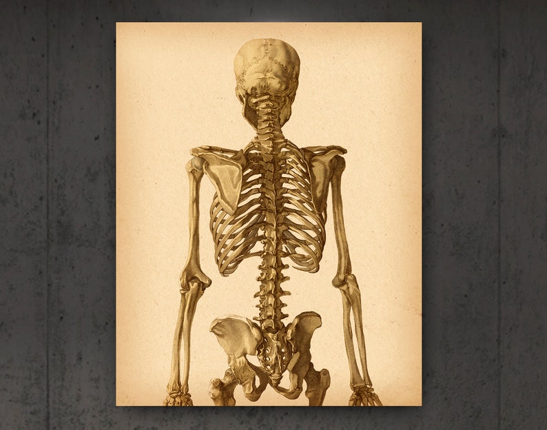 3 Skeleton Anatomy Vintage Poster Medical Decor Clinic Wall - Etsy