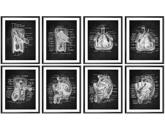 8 Urologist Gift Male Reproductive System Posters Male Urinary - Etsy