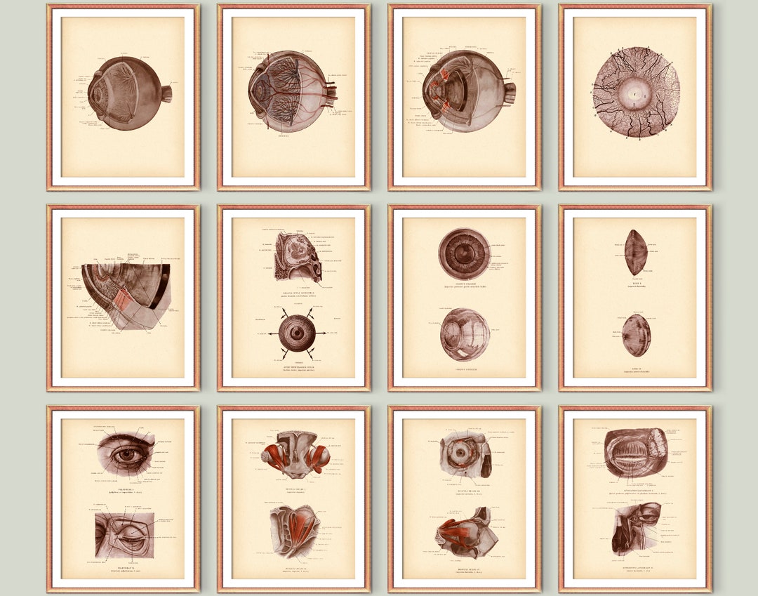 Eye Anatomy Posters, Pupil Print, Ophthalmology Art, Vintage Medical ...