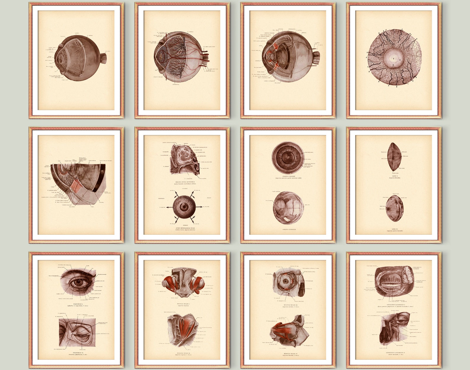 Eye Anatomy Posters Pupil Print Ophthalmology Art Vintage | Etsy