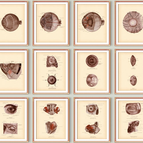 Eye Anatomy Posters Pupil Print Ophthalmology Art Vintage - Etsy