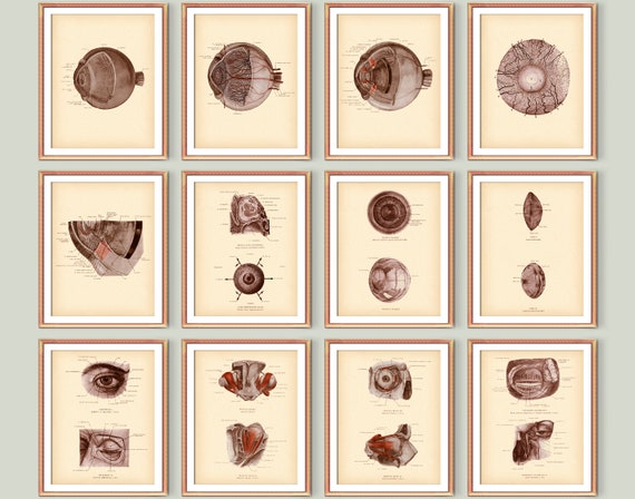 Eye Anatomy Posters Pupil Print Ophthalmology Art Vintage | Etsy