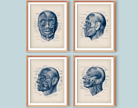Labeled Facial Muscles Art Posters Human Anatomy Art Muscular | Etsy