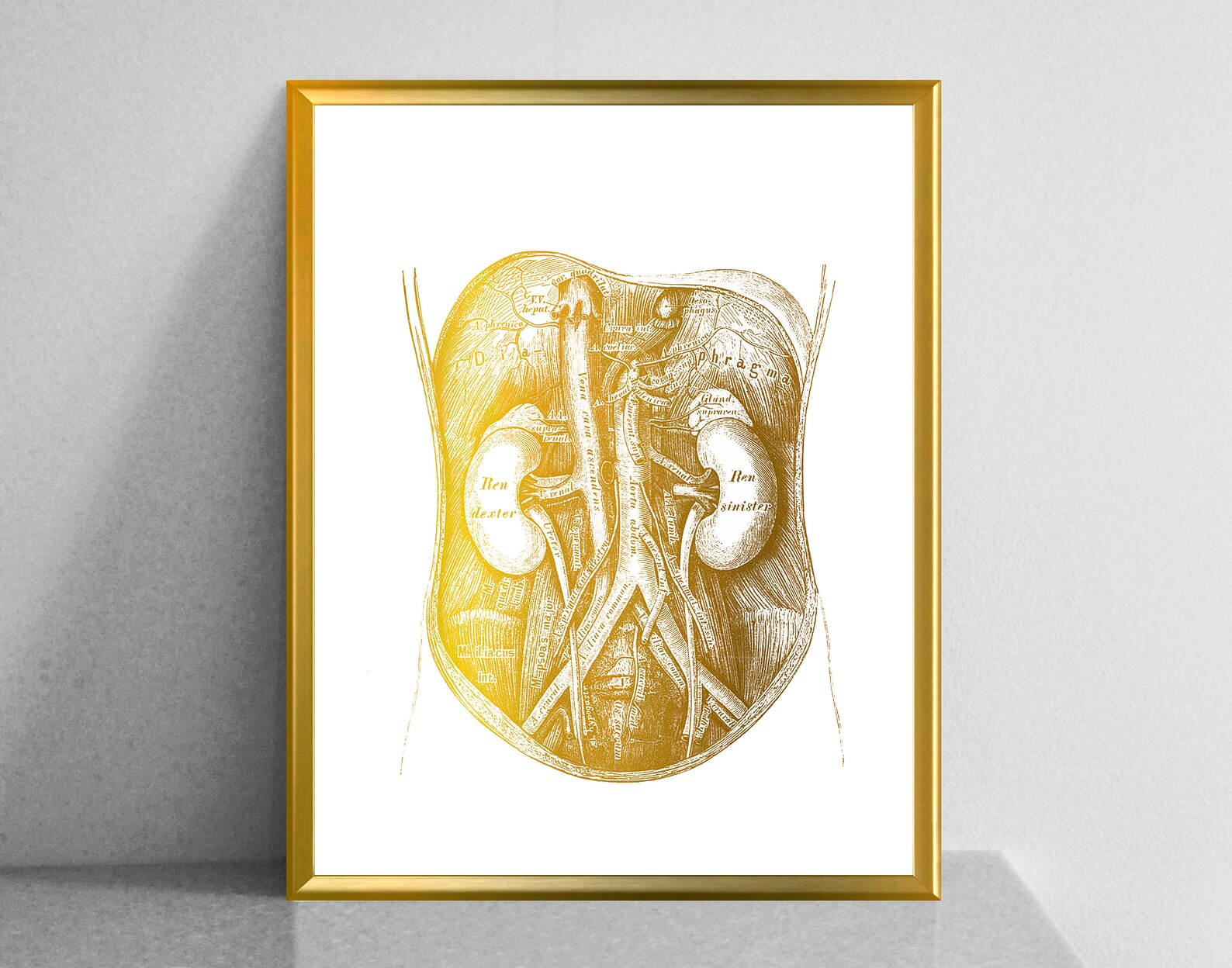 Gold Abdominal Cavity Poster Anatomical Kidney Art Nephrology - Etsy
