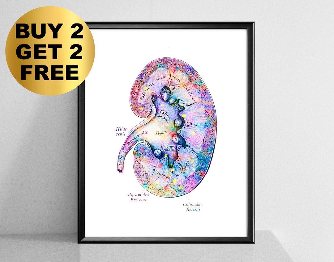 Anatomy Art Anatomical Kidney Print Urinary System Nephrologist Gift ...