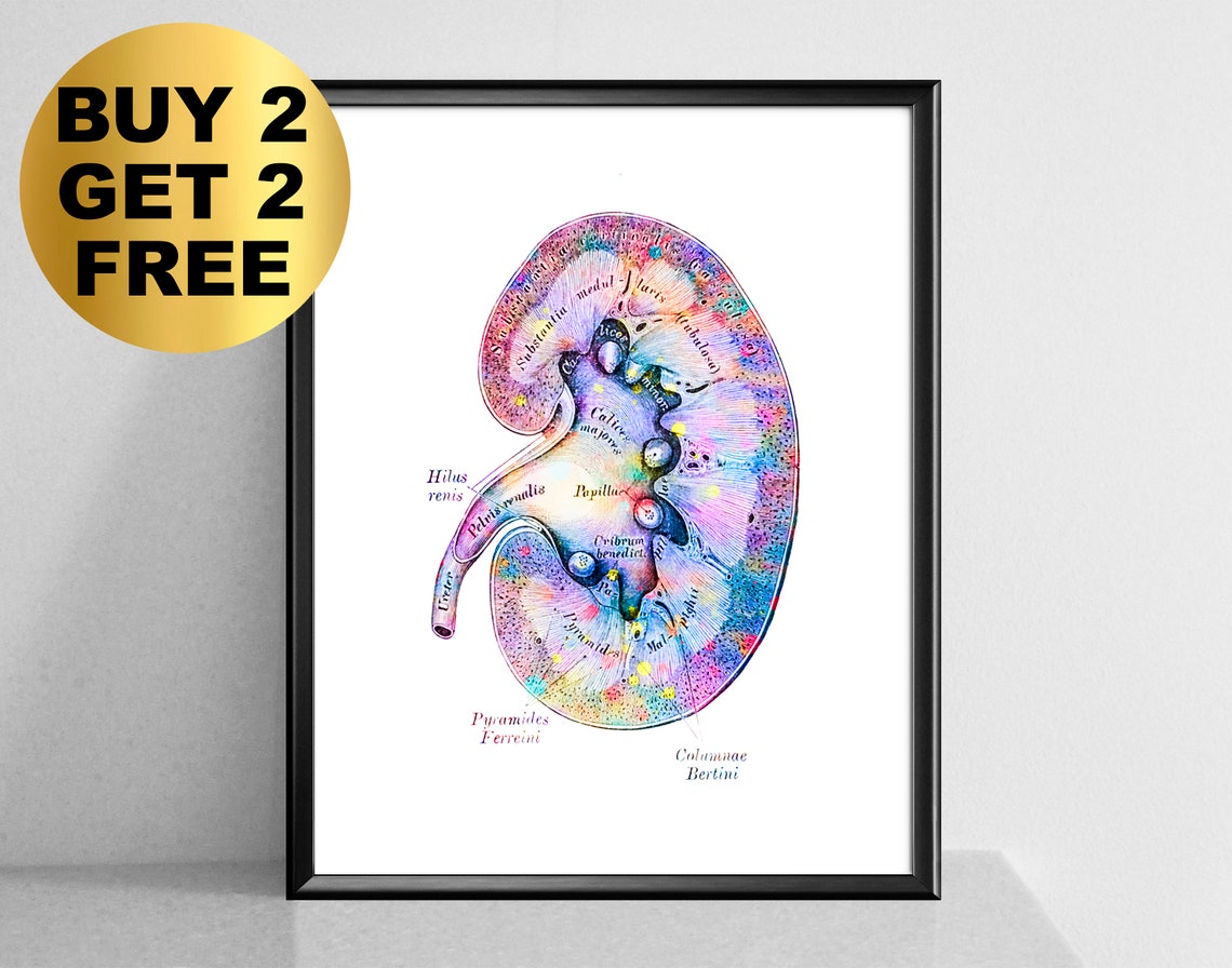 Anatomy Art Anatomical Kidney Print Urinary System | Etsy