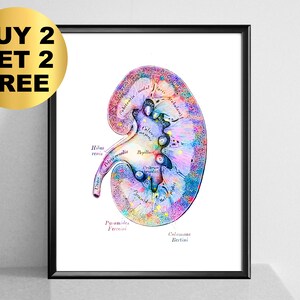Anatomy Art Anatomical Kidney Print Urinary System Nephrologist Gift ...