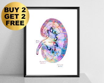 Urinary System Anatomy Print Anatomical Kidney Poster Vintage | Etsy