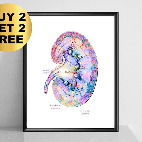 Nephrologist Gift Anatomical Kidney Art Watercolor Kidney - Etsy