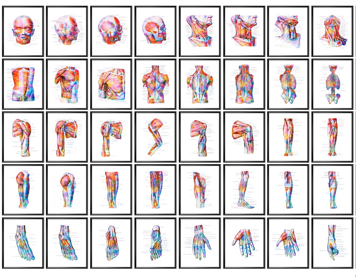 40 Musculoskeletal Anatomy Posters, Human Body Anatomy Watercolor Art ...