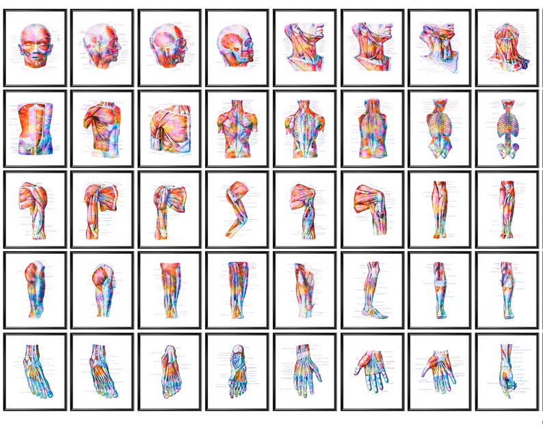 40 Musculoskeletal Anatomy Posters, Human Body Anatomy Watercolor Art ...