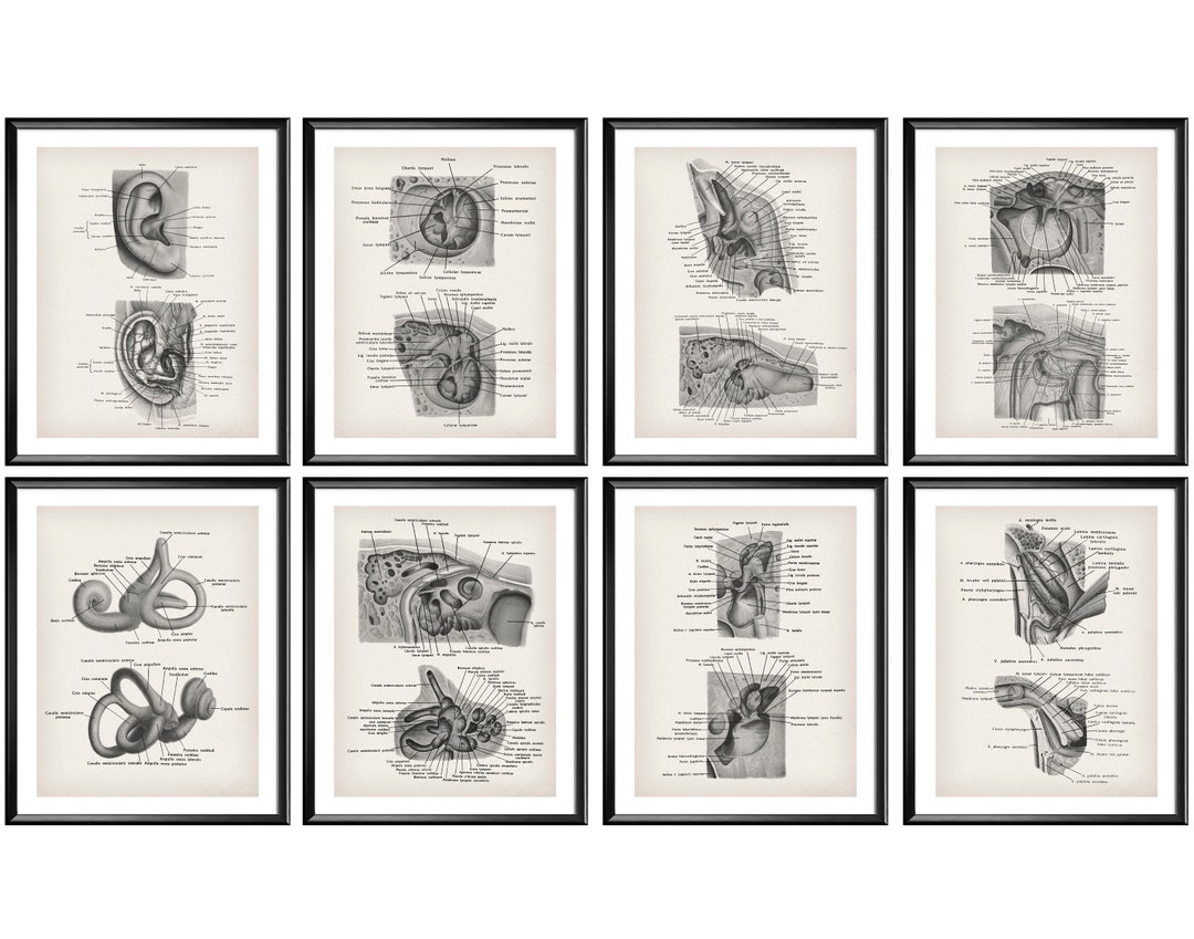 8 Human Ear Anatomy Labeled Diagram Set Vintage Medical Art Audiologist ...
