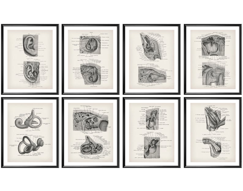 8 Human Ear Anatomy Labeled Diagram Set Vintage Medical Art - Etsy
