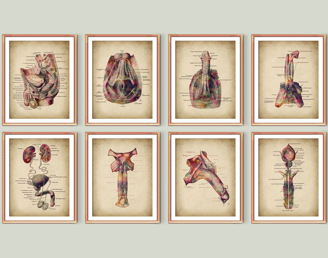Male Anatomy and Physiology Poster Set 8, Vintage Medical Art, Male ...