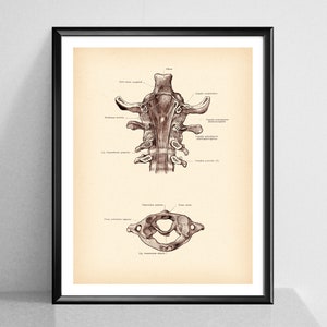 Spinal Anatomy Print, Vertebral Column, Vertebral Structure Vintage ...