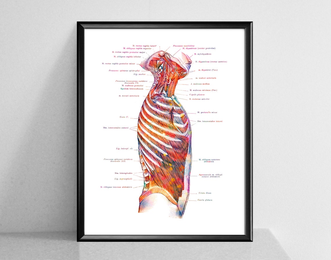 Torso Muscles Anatomy Poster Thorax and Muscles Art Rib Cage Anatomical ...