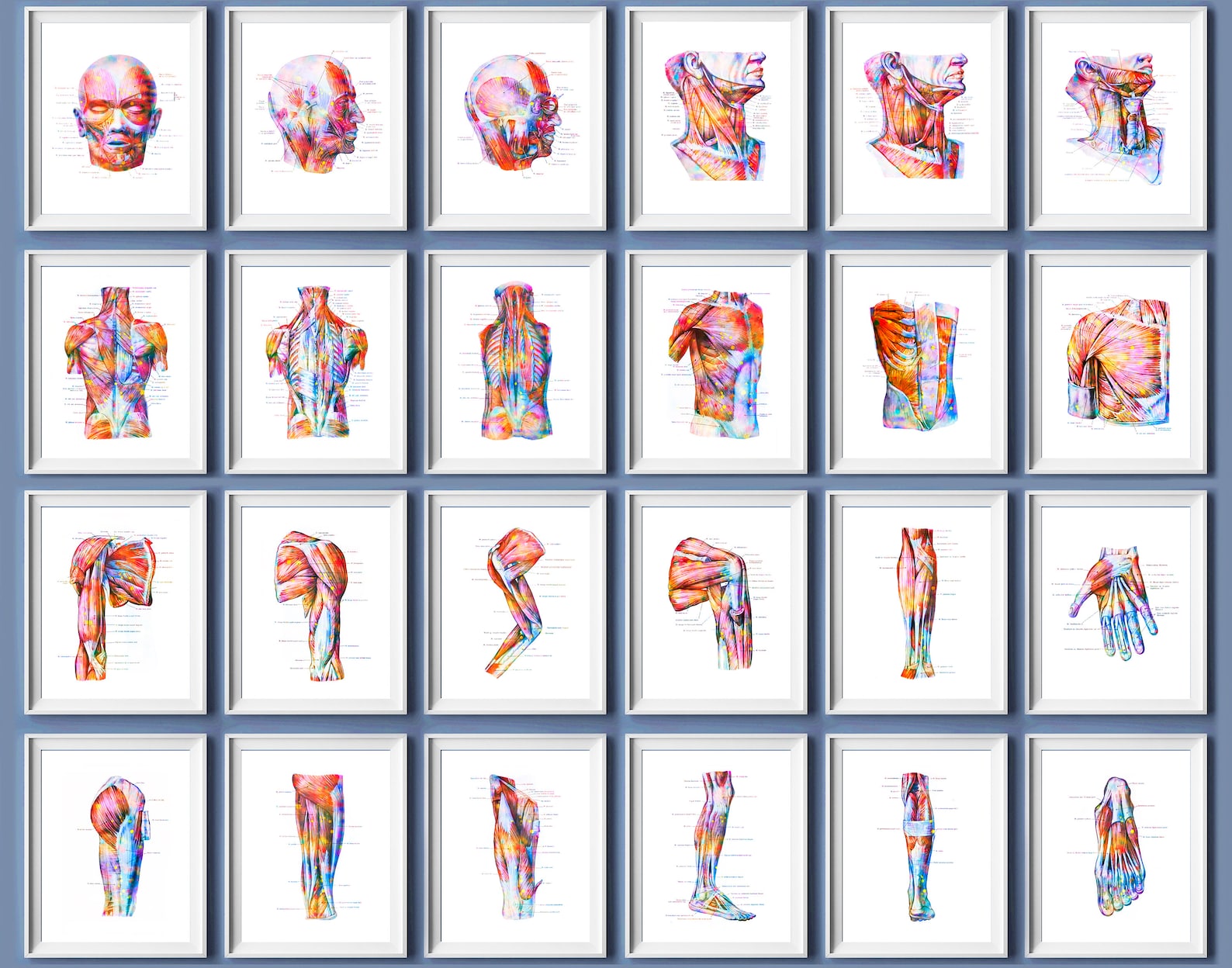 Set 24 Watercolor Anatomy Poster Muscular System Educational - Etsy