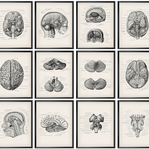 Labeled Brain Anatomy Poster - Etsy
