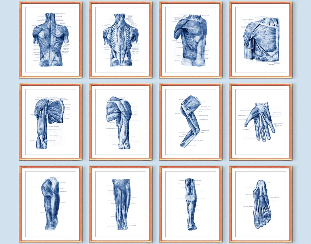 Human Muscular System Anatomy Poster Set of 12 Muscles Structure Print ...
