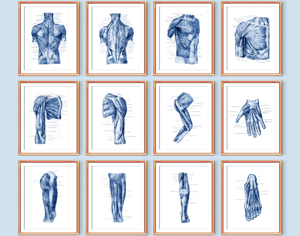 Human Muscular System Anatomy Poster Set of 12 Muscles | Etsy