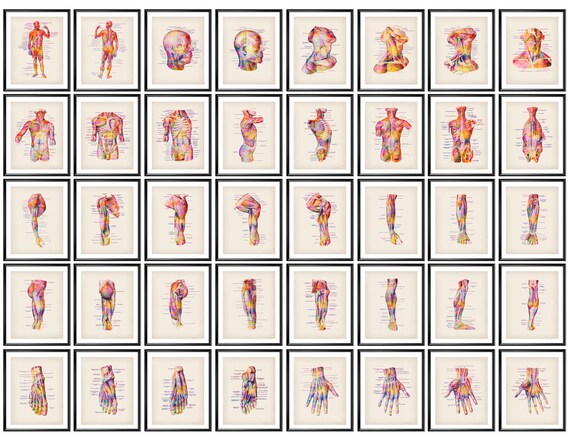 40 Musculoskeletal System Anatomy Posters Human Physiology - Etsy