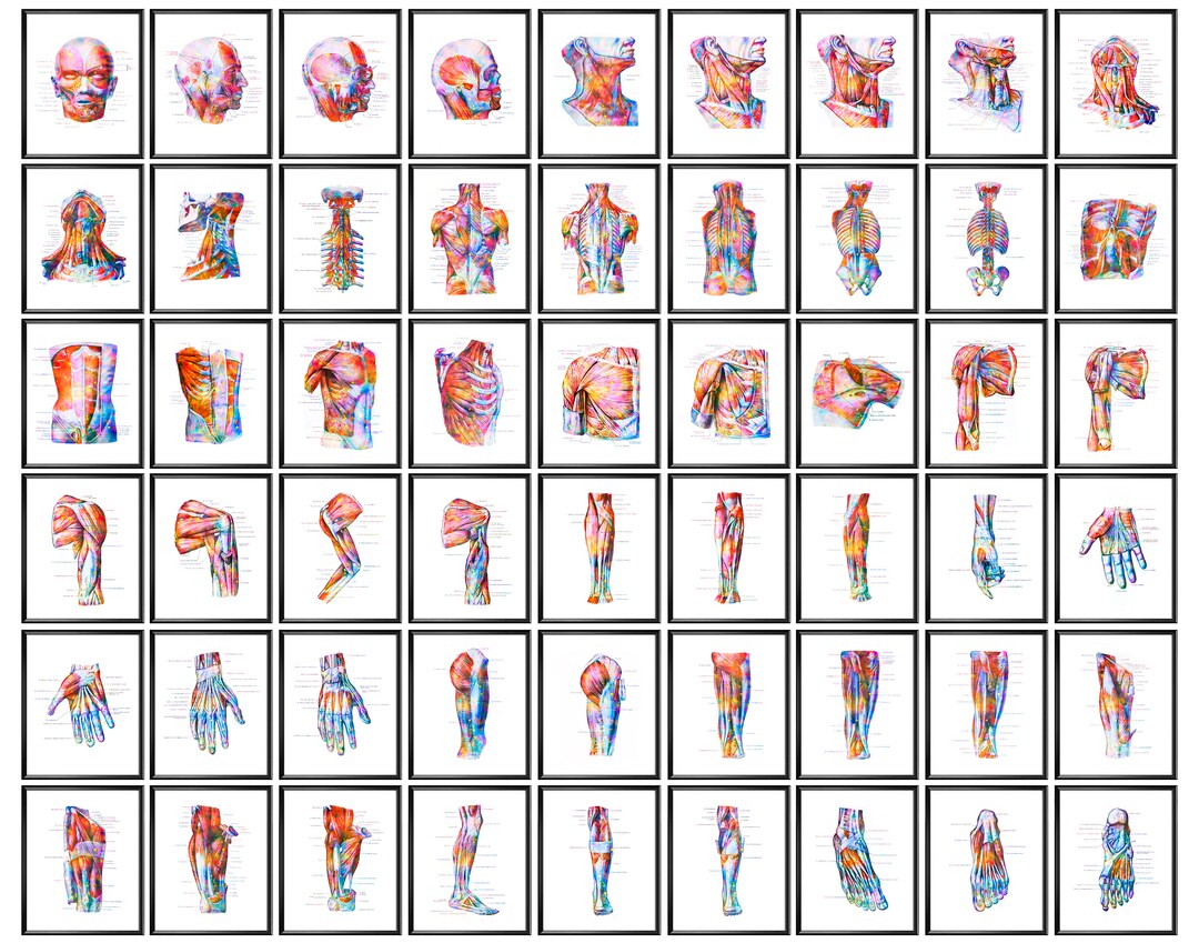 54 Muscular Anatomy Art Posters, Human Body Structure, Watercolor Art ...