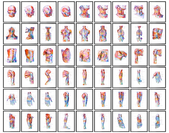 54 Muscular Anatomy Art Posters Human Body Structure | Etsy