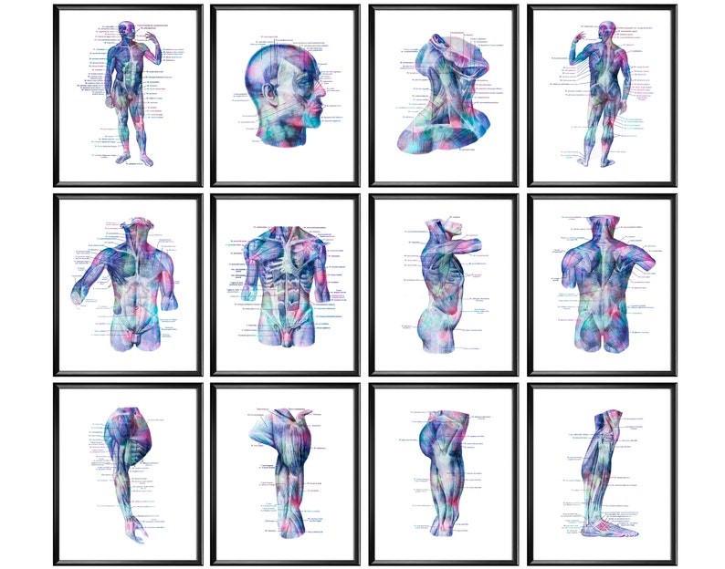12 Human Muscular System Anatomy Posters Muscles Structure - Etsy