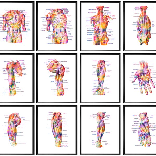 Skeletal Body System - Etsy