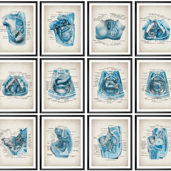 Female Anatomy - Etsy