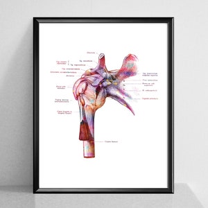 Shoulder Human Anatomy Posters Elbow Joint Art Scapula Bone Print ...