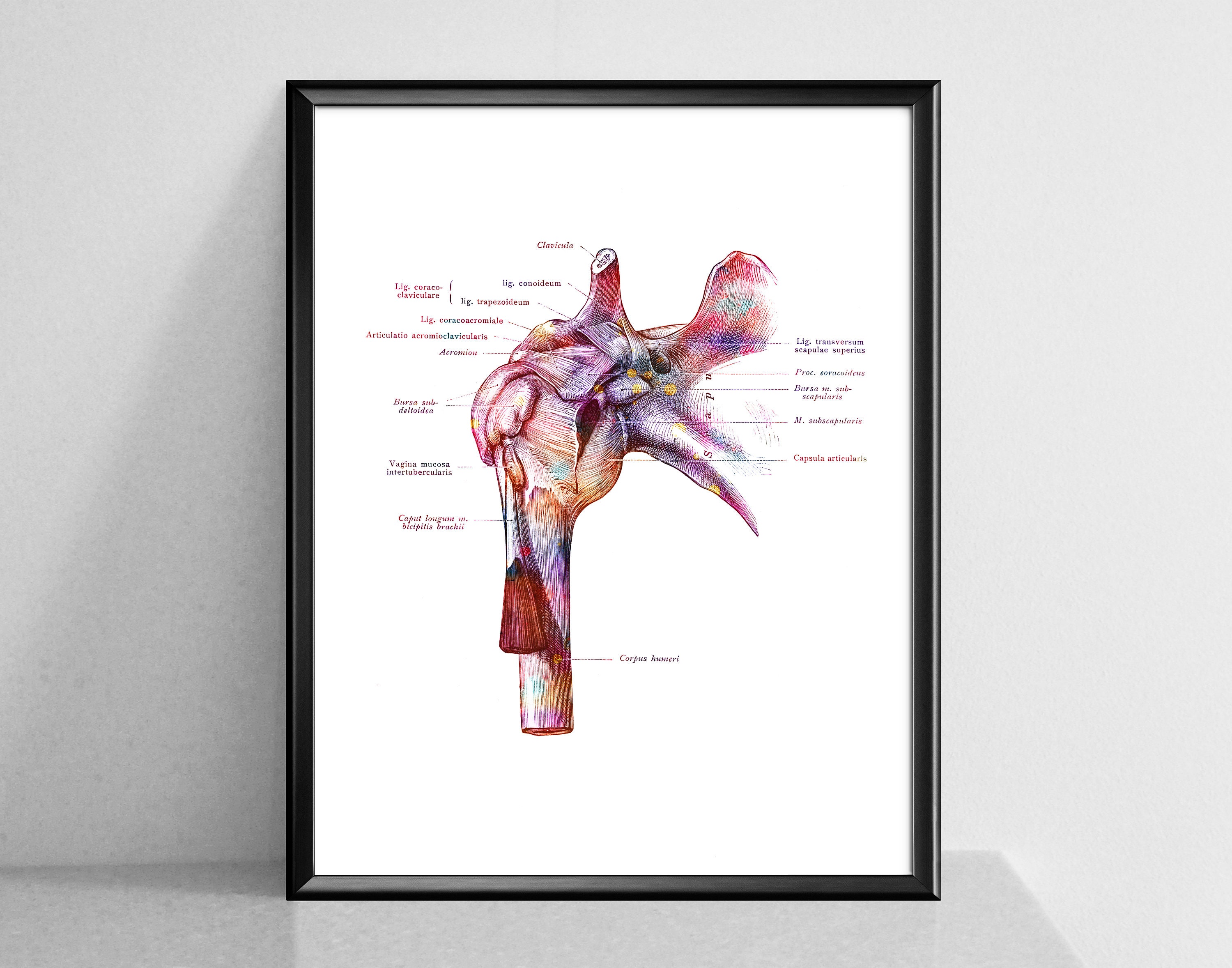 Shoulder Human Anatomy Posters Elbow Joint Prints Scapula Bone | Etsy