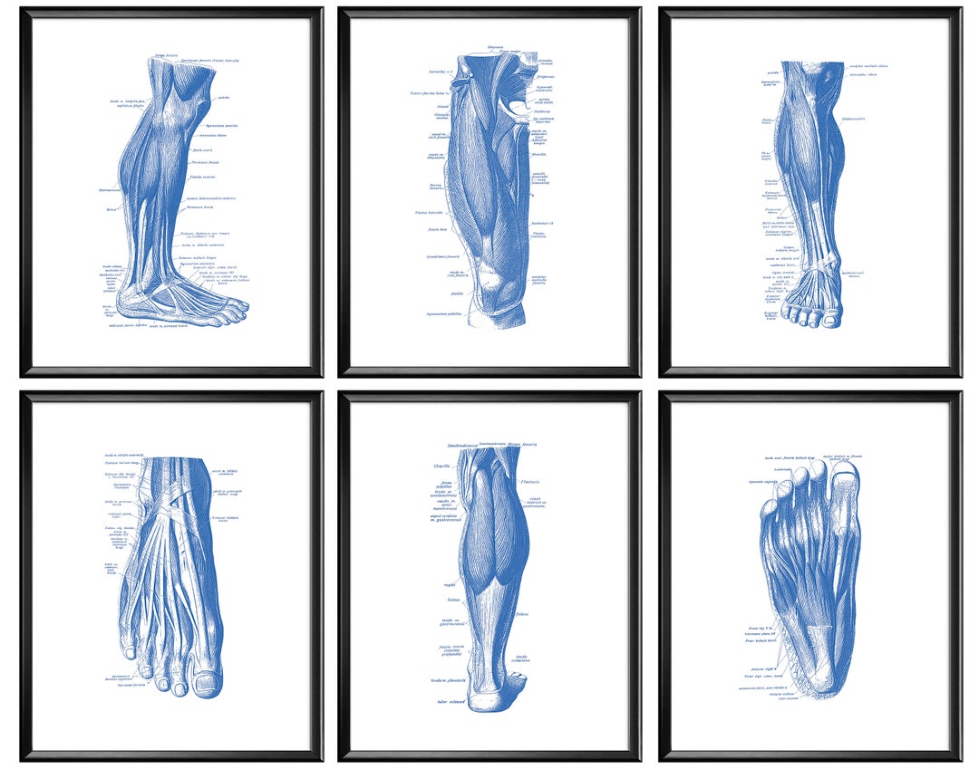 Foot Anatomy Poster Set 6, Muscles Print, Podiatry Art, Medical Wall ...