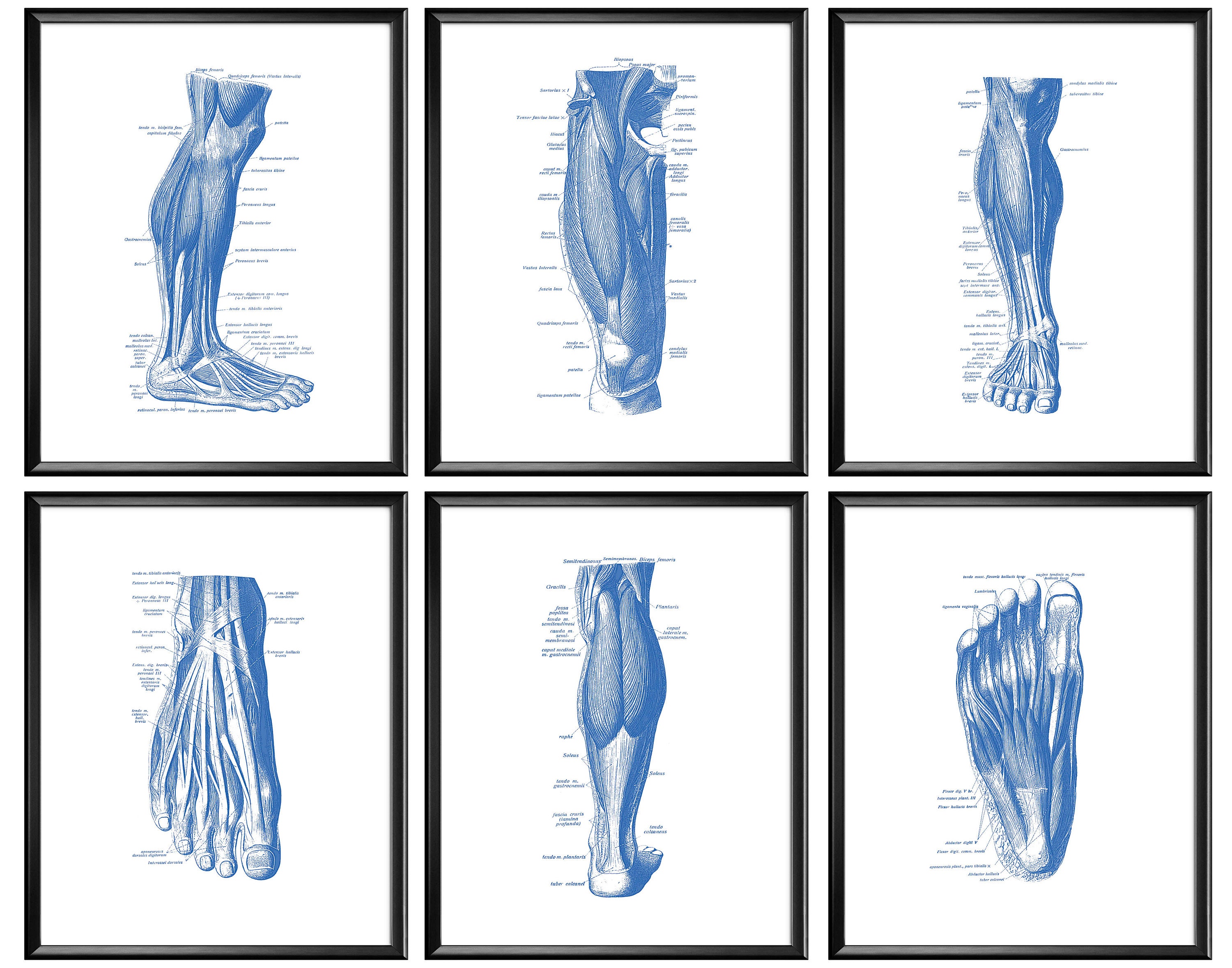 Foot Anatomy Poster Set 6, Muscles Print, Podiatry Art, Medical Wall ...