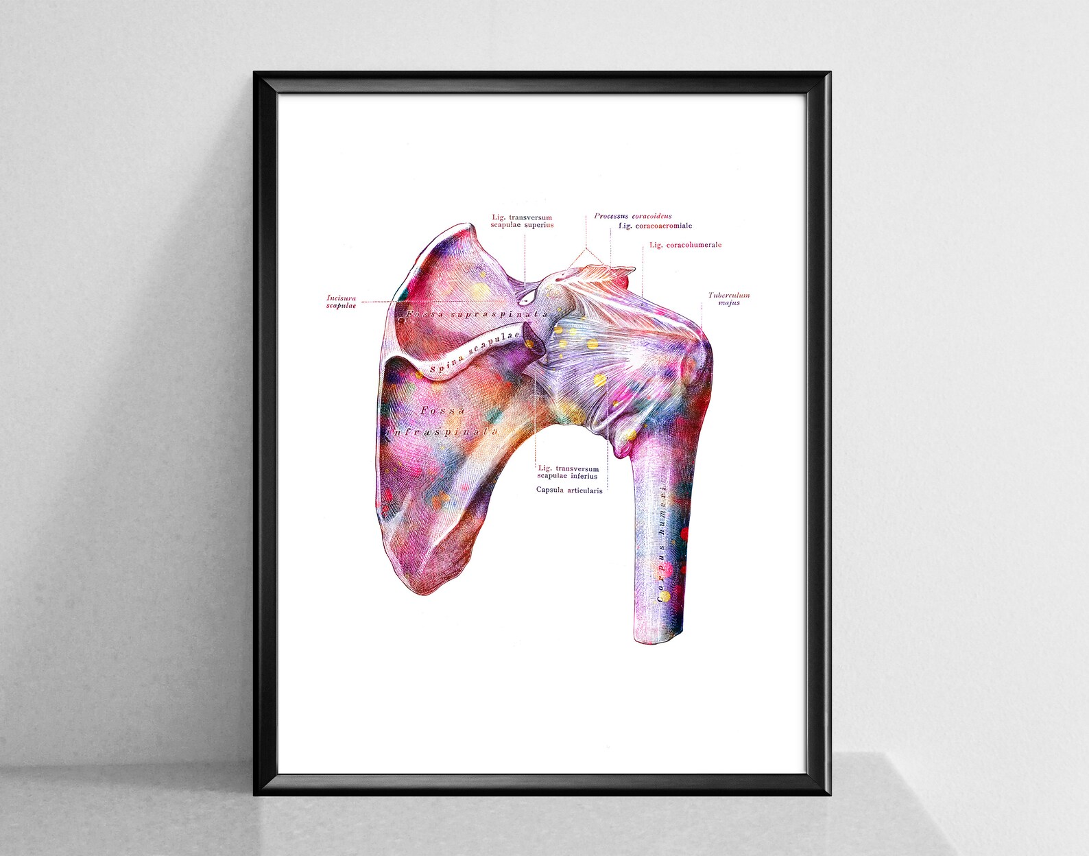 Shoulder Human Anatomy Posters Elbow Joint Art Scapula Bone - Etsy