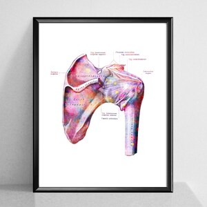 Shoulder Human Anatomy Posters Elbow Joint Art Scapula Bone Print ...